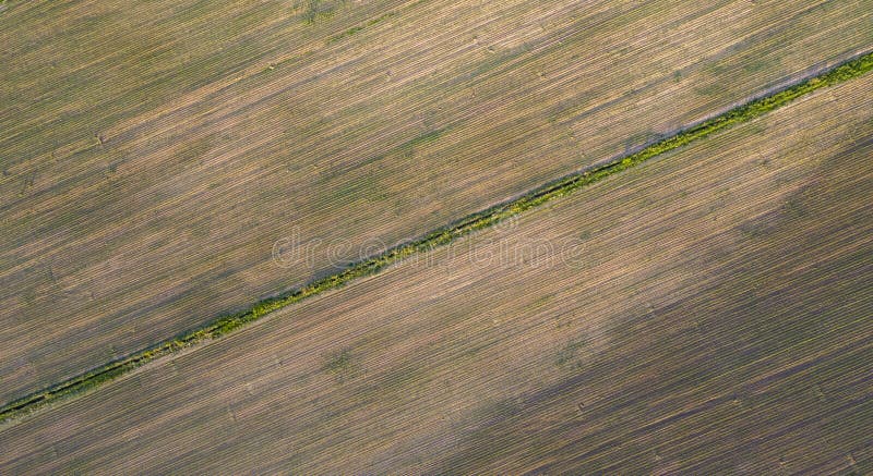 A Forest Belt Separates a Field of Corn Stock Image - Image of outdoor ...