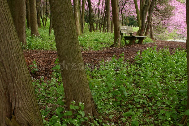 Forest Bench stock photo. Image of morton, outdoors, natural - 12330