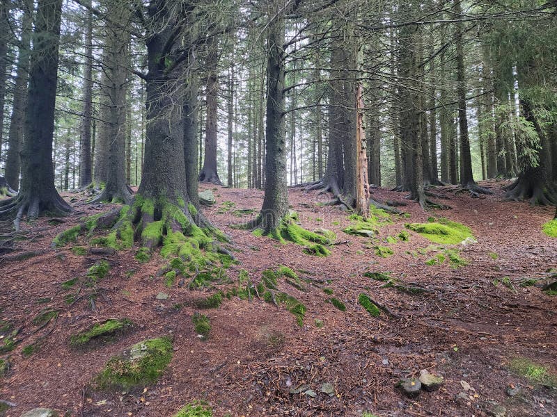 Forest in Bergen, Norway in Autumn Stock Photo - Image of trail ...