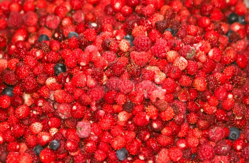 Forest berries stock photo. Image of organic, fragaria - 23555604