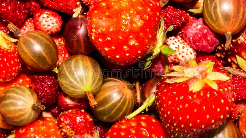 Forest Berries in Assortment. Stock Image - Image of ripe, bilberry ...
