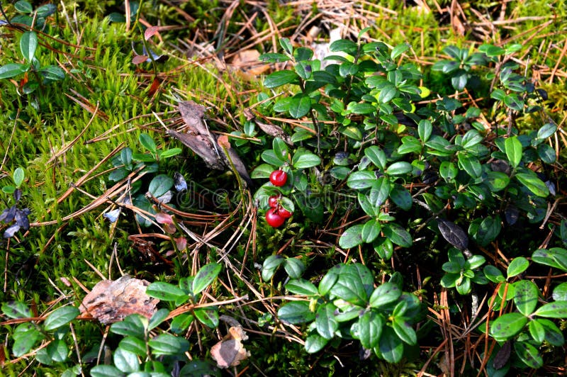 Forest berries stock photo. Image of days, flowers, bridge - 90679468