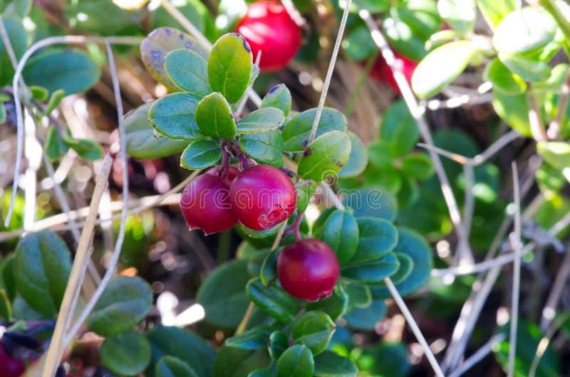 Forest berries stock photo. Image of healthy, fresh, nature - 61531298