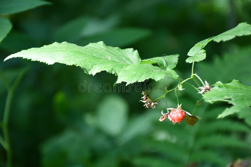 Forest Berry Raspberry Close-up on a Background of Green Leaves Stock ...