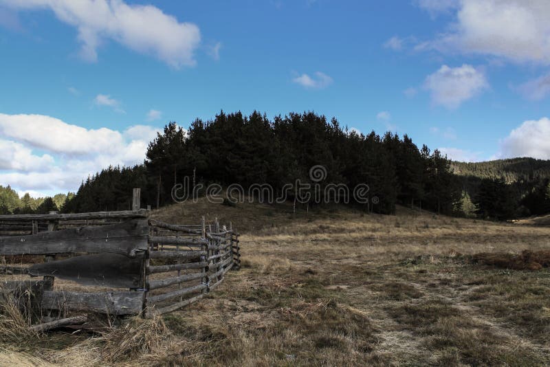 Forest bg stock image. Image of forest, banya, coast - 127623587