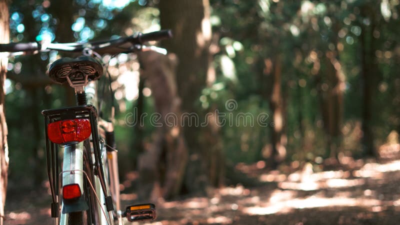 Forest Bicycle Ride with Focus on Textured Tire and Woodland Trail ...