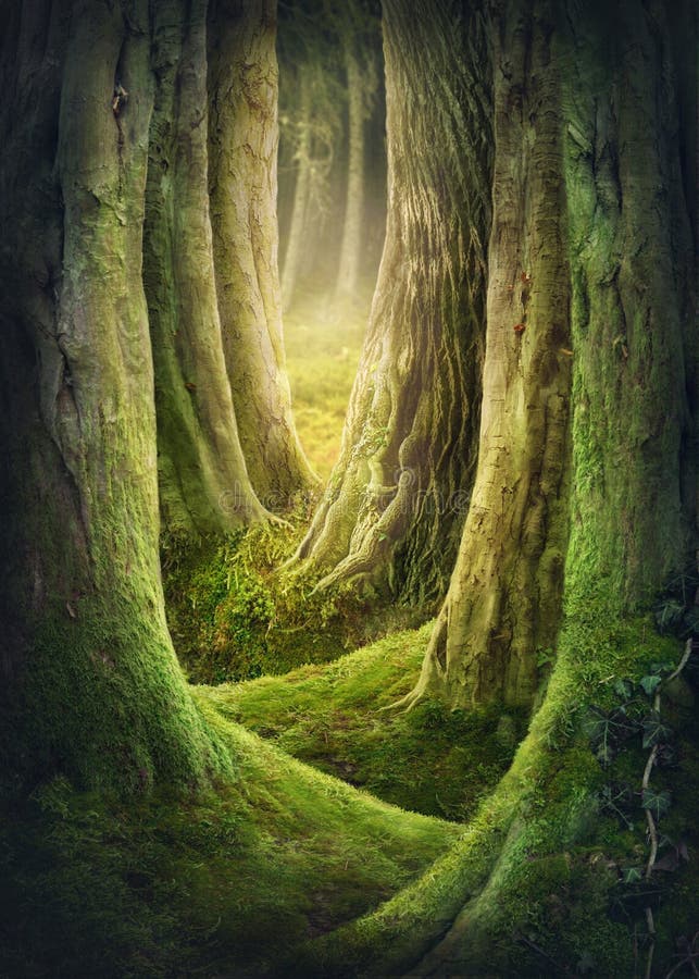 Forest with big trees stock photo. Image of fantasy - 234480338