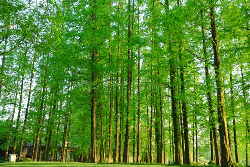Forest with Big Trees and Rays of Sunlight Stock Image - Image of ...