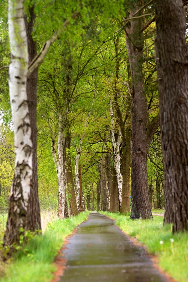Forest bike path stock photo. Image of green, nature - 14584614