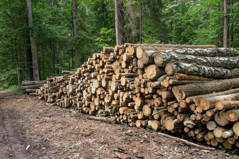 Background Stack of Logs in the Forest, Side View Stock Photo - Image ...