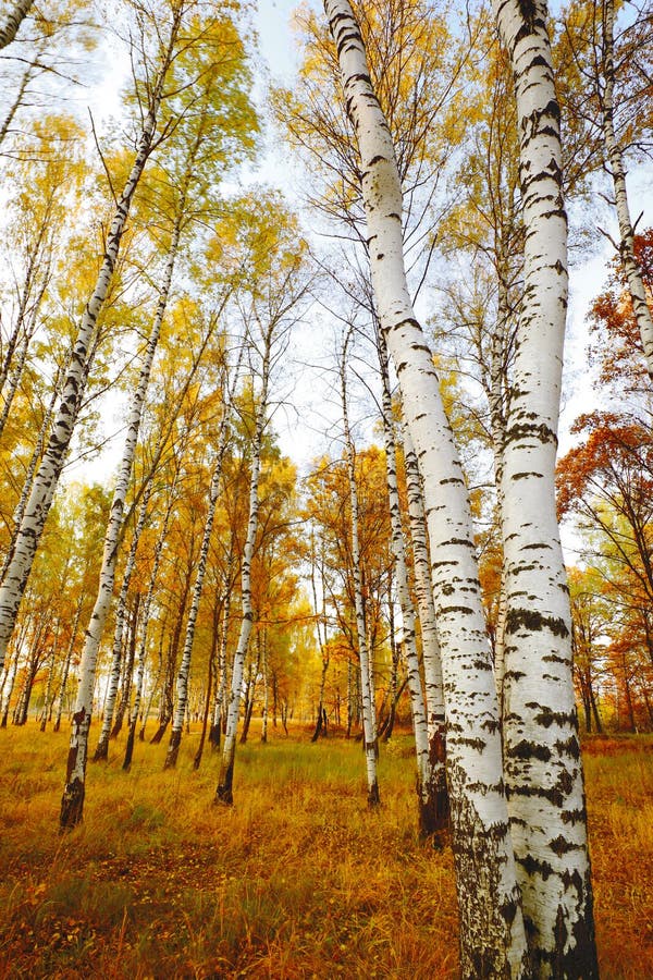 Fall Birch Trees with Autumn Leaves in Background Stock Photo - Image ...