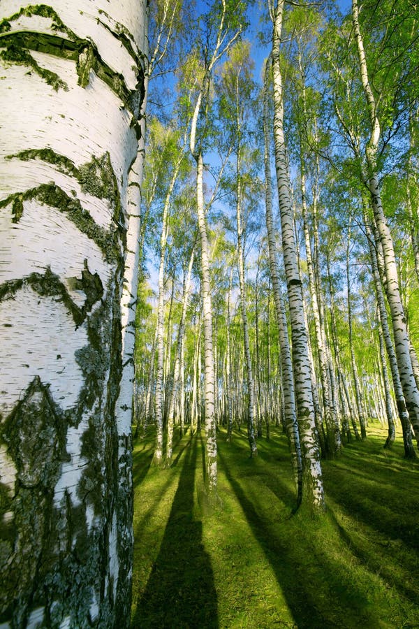 Forest birch stock image. Image of sunlight, outdoors - 24660485