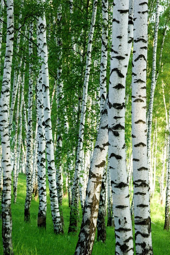 Forest birch stock image. Image of woods, sunlight, growth - 31405803