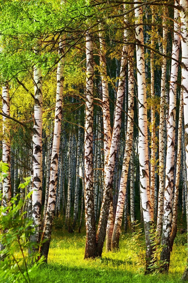 Forest birch stock image. Image of tree, summer, morning - 31446123