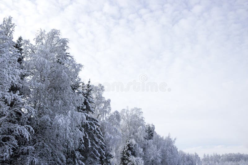 Forest Birches Snow-covered Landscape Diagonal Winter Snow Sun Road ...