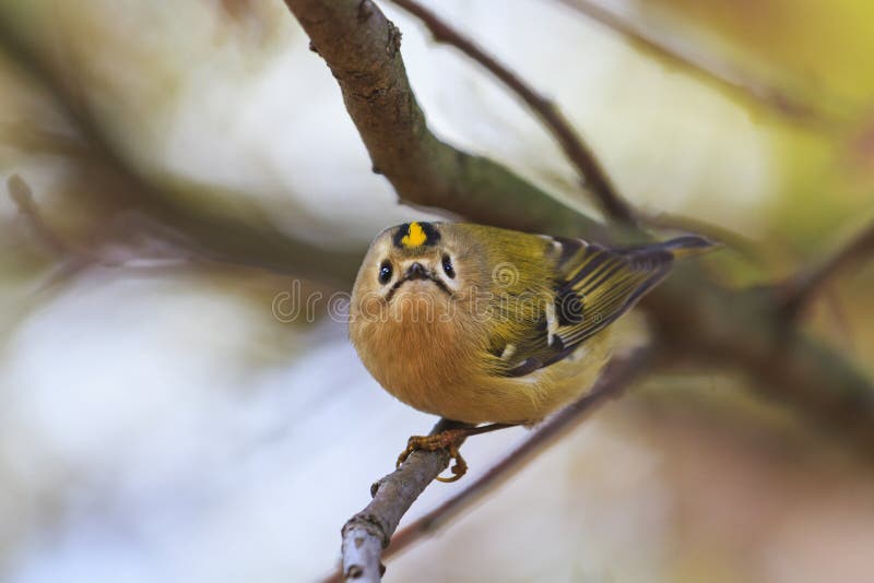 Forest Bird with a Nice Muzzle Stock Image - Image of beige, europe ...