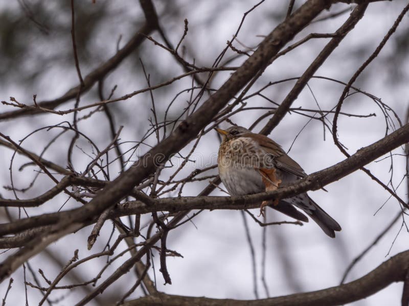 Forest Bird Thrush on the Branch of an Apple Tree Stock Image - Image ...