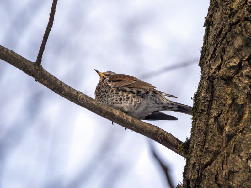 Forest Bird Thrush on the Branch of an Apple Tree Stock Image - Image ...