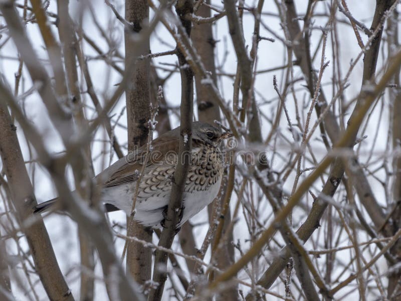 Forest Bird Thrush on the Branch of an Apple Tree Stock Image - Image ...