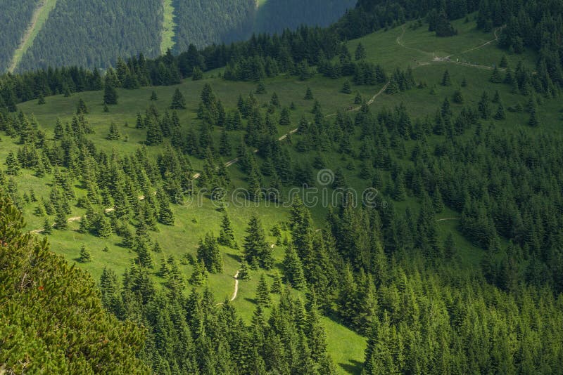 Forest bird view stock photo. Image of nature, wild, environment - 56908678