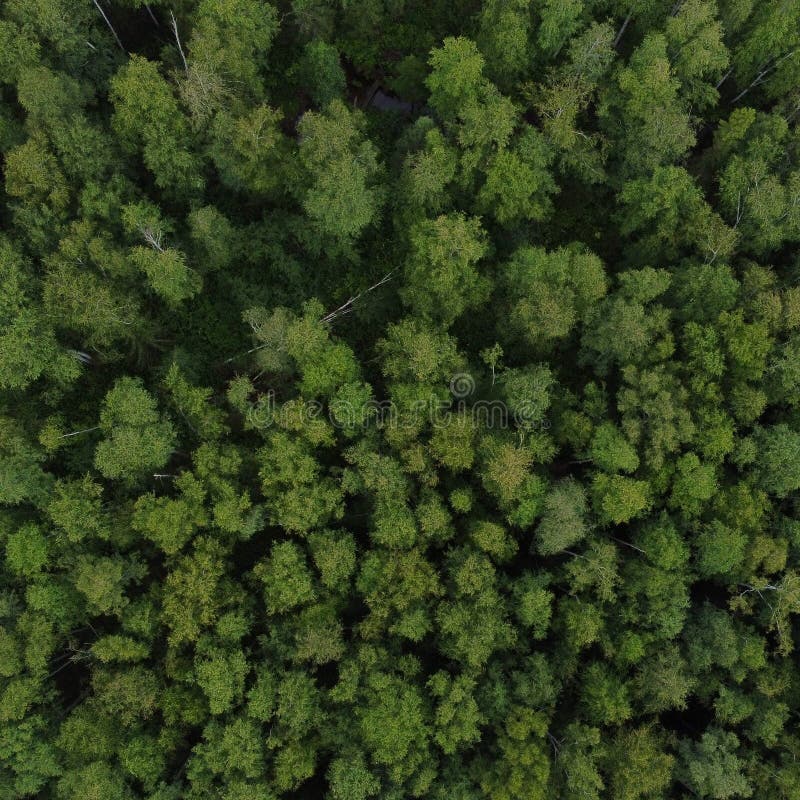 Forest from birds eye view stock photo. Image of deciduous - 225401860