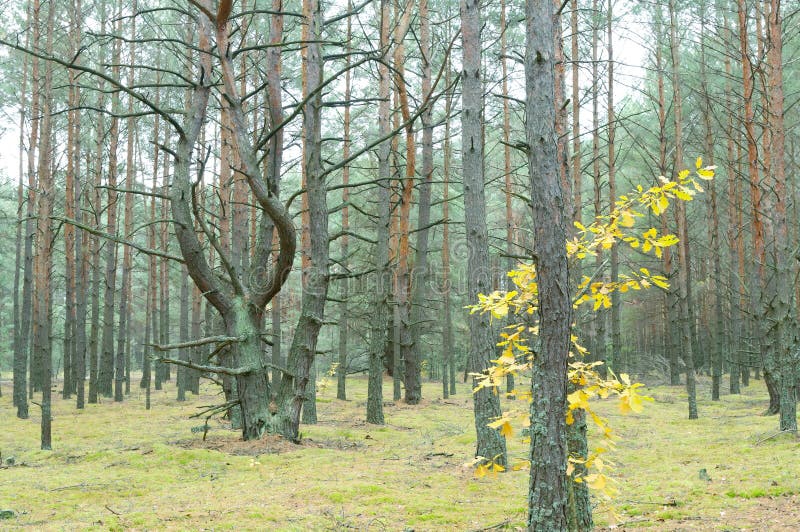 Forest with Bizarrely Shaped Trees Stock Photo - Image of angle ...