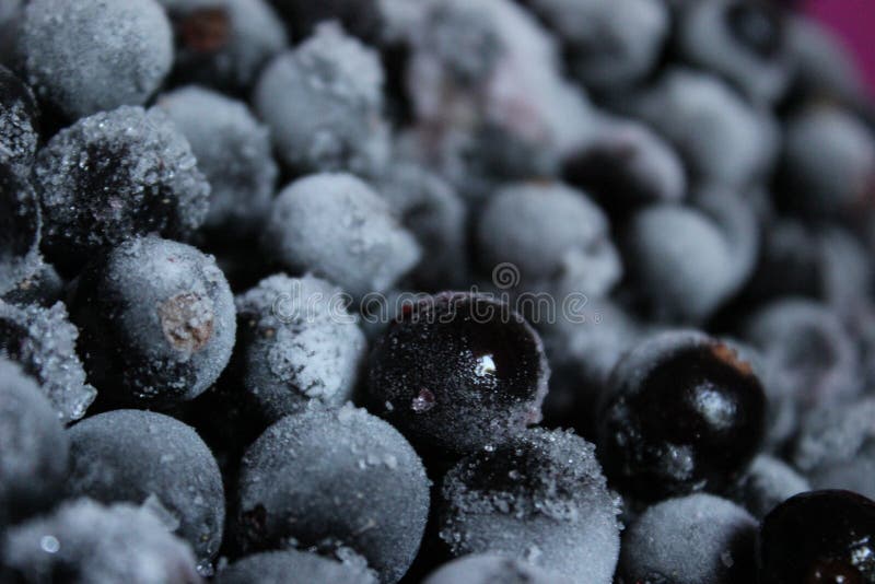 Black currant frozen stock photo. Image of forest, condition - 119199916