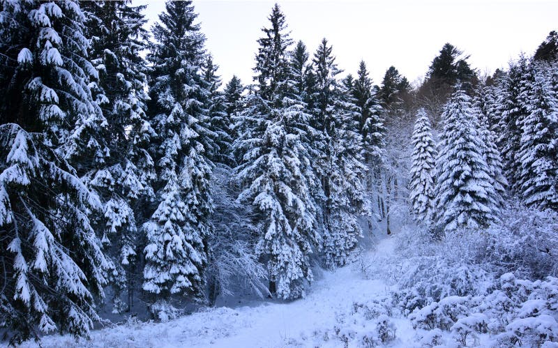 The Forest after a Blizzard Stock Photo - Image of cold, blue: 198629860