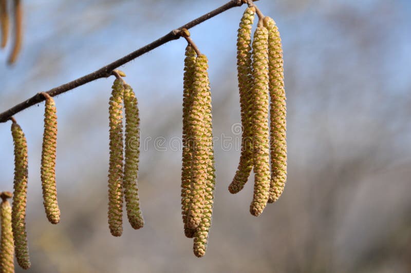 In the forest bloom hazel stock photo. Image of flowers - 140908268