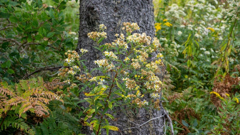 Forest with Blooming Flowers and Dense Trees Stock Photo - Image of ...