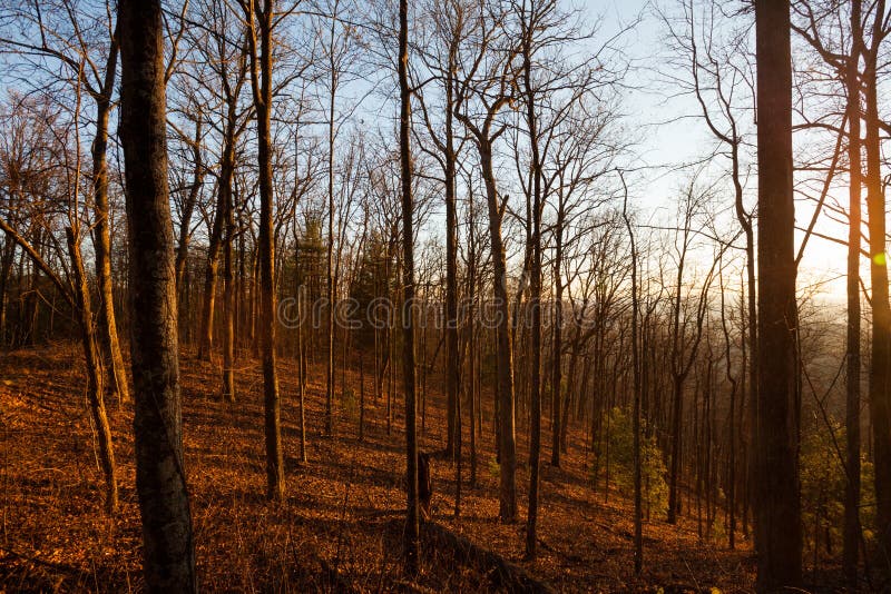 Forest in the Blue Ridge Mountains Stock Photo - Image of mountains ...
