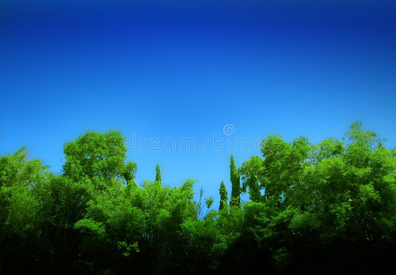 Forest and blue sky stock photo. Image of sunny, tree - 5206360
