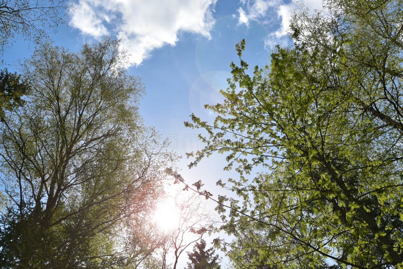 Forest on Blue Sky Background View from the Bottom Stock Photo - Image ...