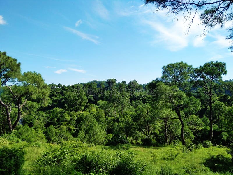 Green grass in jungle stock photo. Image of small, grass - 157435154