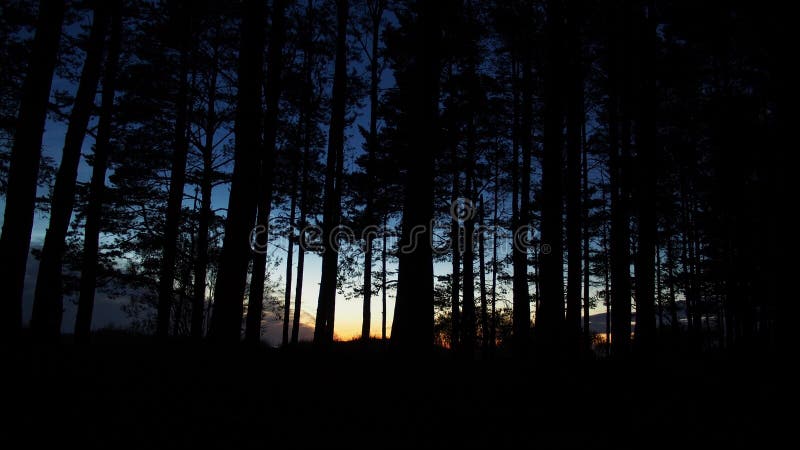 Night Forest and Magic Blue Sky after Sunset Stock Photo - Image of ...