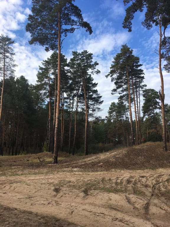 Forest stock image. Image of trees, blue, pine, forest - 201085723