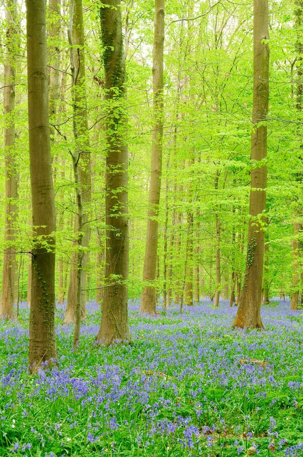 Bluebell Wood stock photo. Image of blue, woodland, forest - 10462694