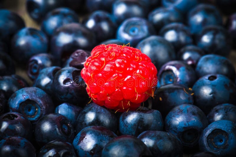 Forest Blueberries and Raspberries. Background Stock Image - Image of ...