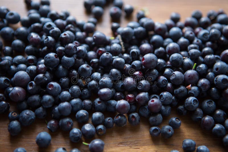 Forest blueberry stock photo. Image of green, ripe, harvesting - 56770794