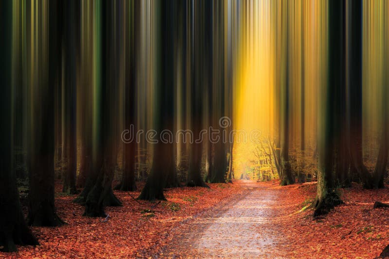 Forest blur stock photo. Image of dark, netherlands, abstract - 93543272