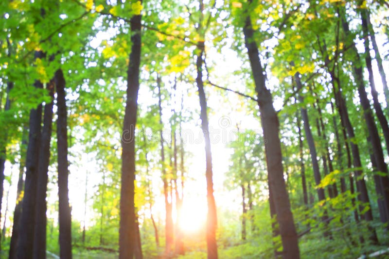 Forest blur baground stock photo. Image of sunbeams - 109589930