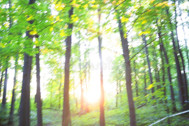 Forest blur baground stock photo. Image of nature, scenery - 109589752