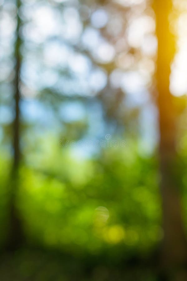 Forest blur stock photo. Image of dawn, daylight, fall - 23960328