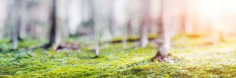 Forest Blur Panorama Beautiful Background Stock Image - Image of ...