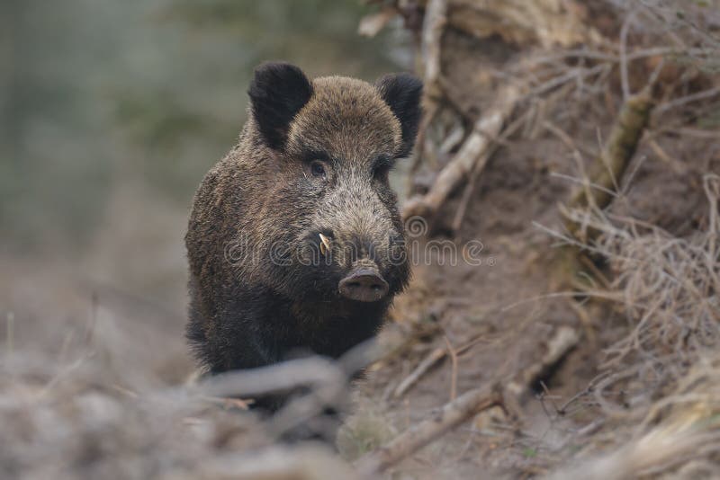 Forest boar stock photo. Image of forest, wild, snout - 74363542