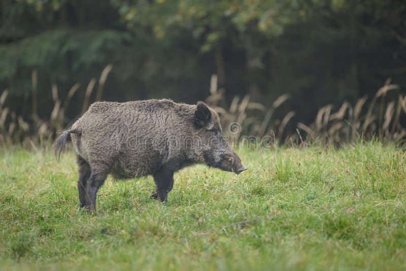 Forest boar stock image. Image of portrait, charge, back - 73812315