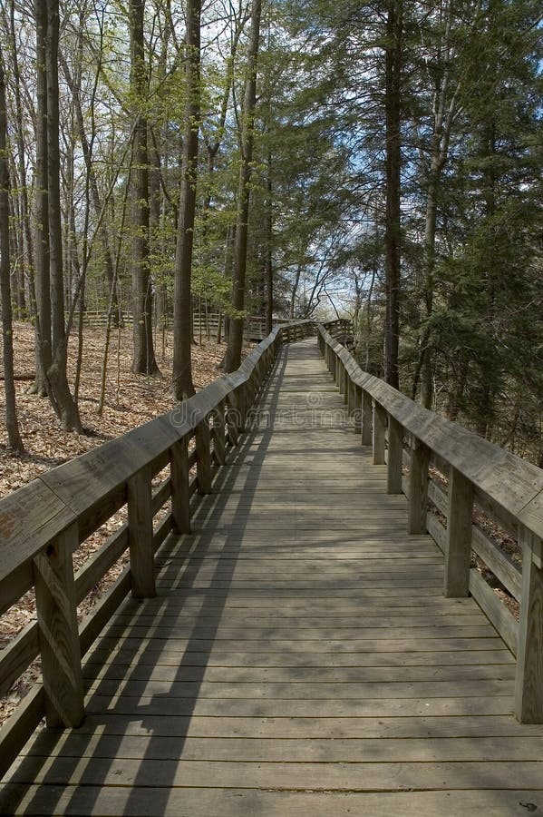 Forest Boardwalk stock image. Image of planks, hike, rails - 117331