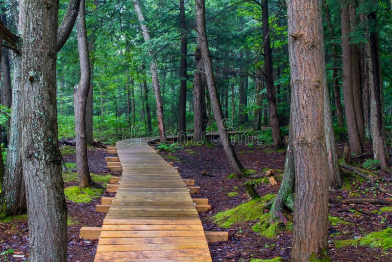 Forest Boardwalk stock image. Image of park, trees, walk - 88192553