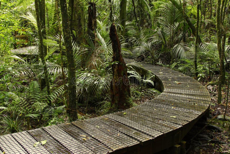 Forest boardwalk stock image. Image of trail, green, footpath - 59794525