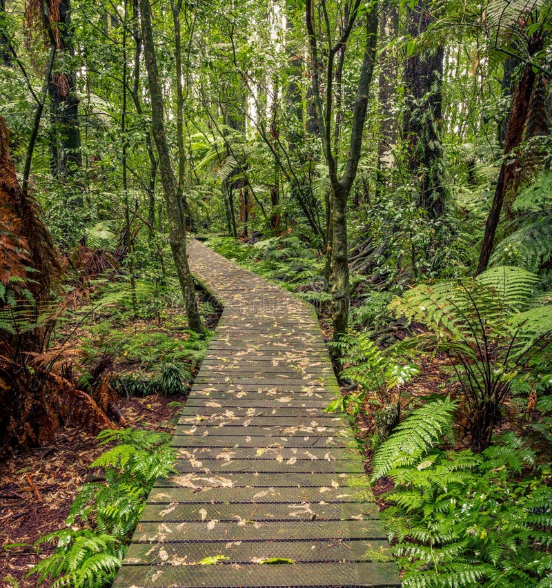Forest boardwalk stock photo. Image of environment, greenery - 89547564
